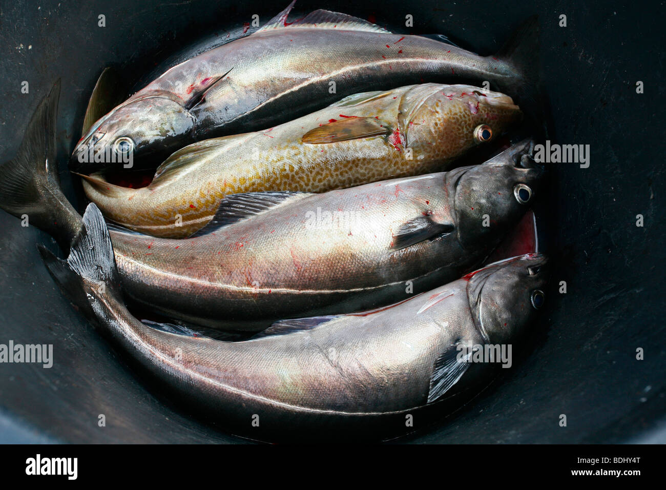 Fisherman for a Day Tour: Fish Stock Photo - Alamy