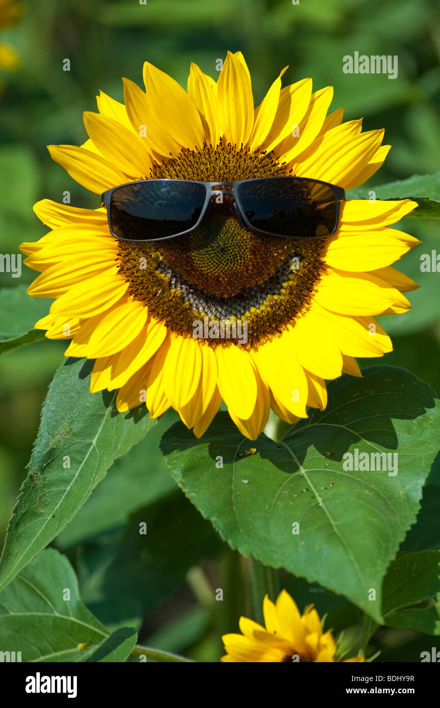 Radiation flower hi-res stock photography and images - Alamy