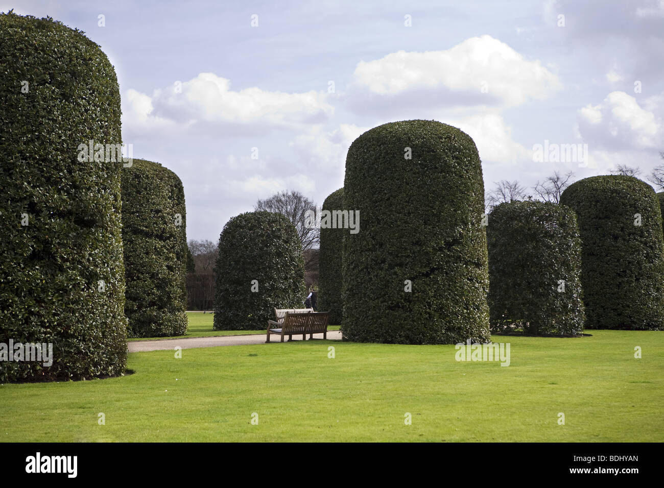 Green hedgerow fence with pollard trees in Hyde-park. London Stock ...