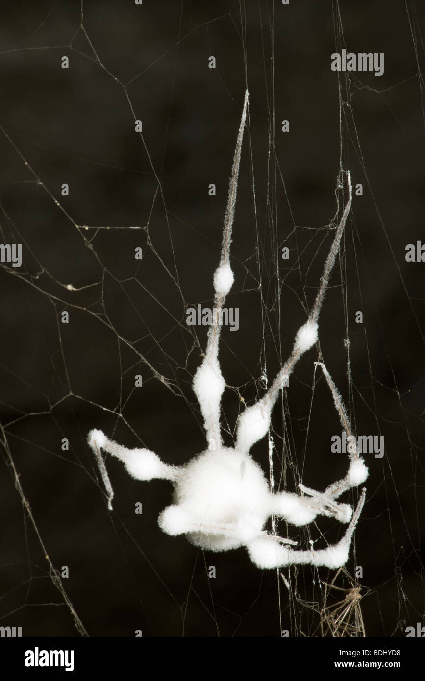 Frost on spider web hi-res stock photography and images - Alamy