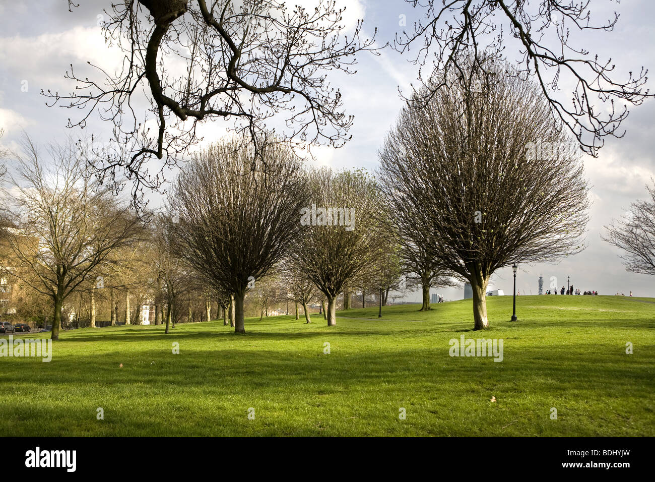 row of willows in Hyde Park. Autumn Stock Photo - Alamy