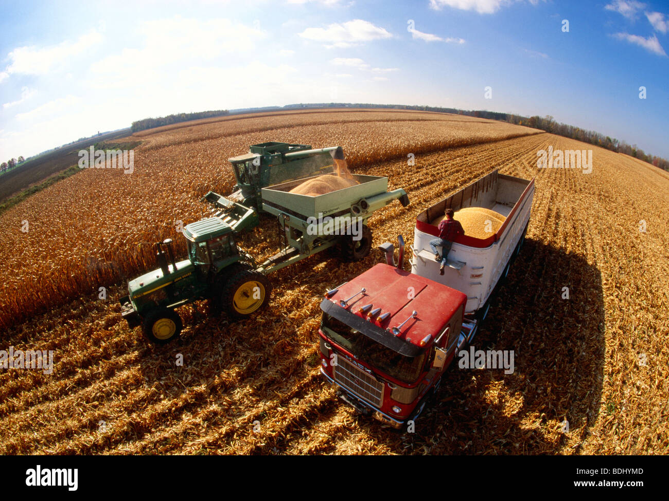 Agriculture - Combine unloading freshly harvested grain corn into a ...