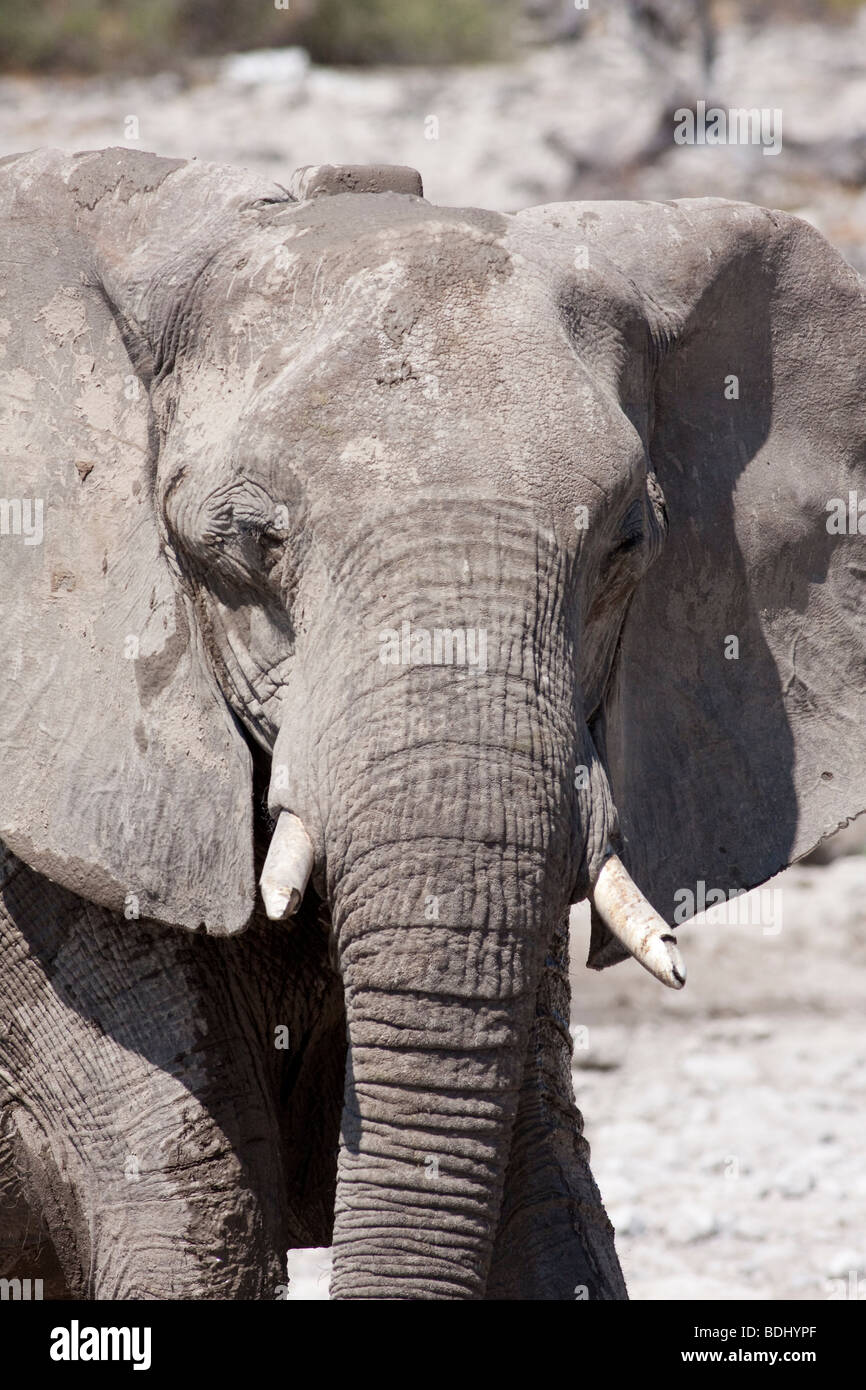 Tracking device elephant hi-res stock photography and images - Alamy