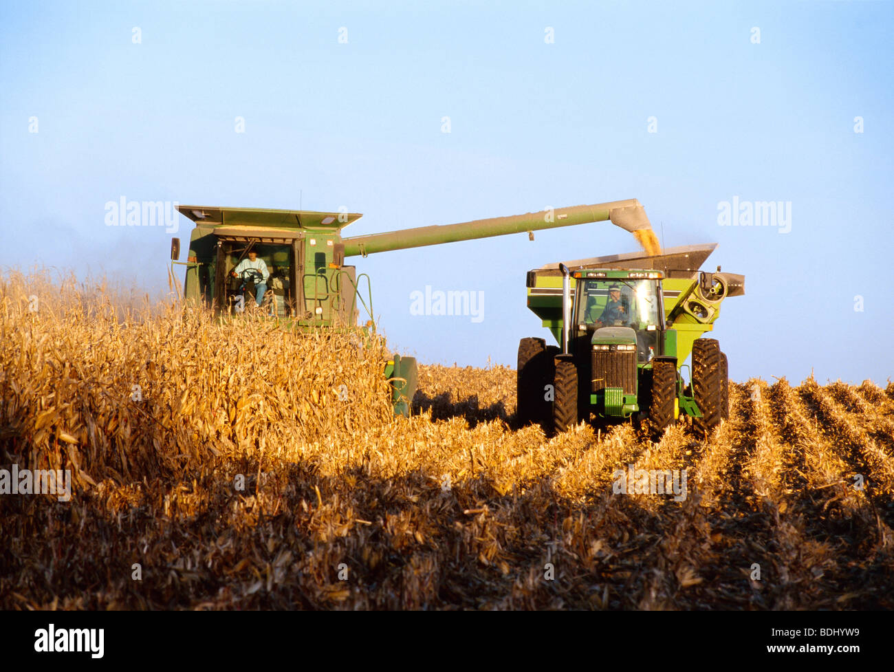 Agriculture - Combine harvesting grain corn and unloading corn into a ...