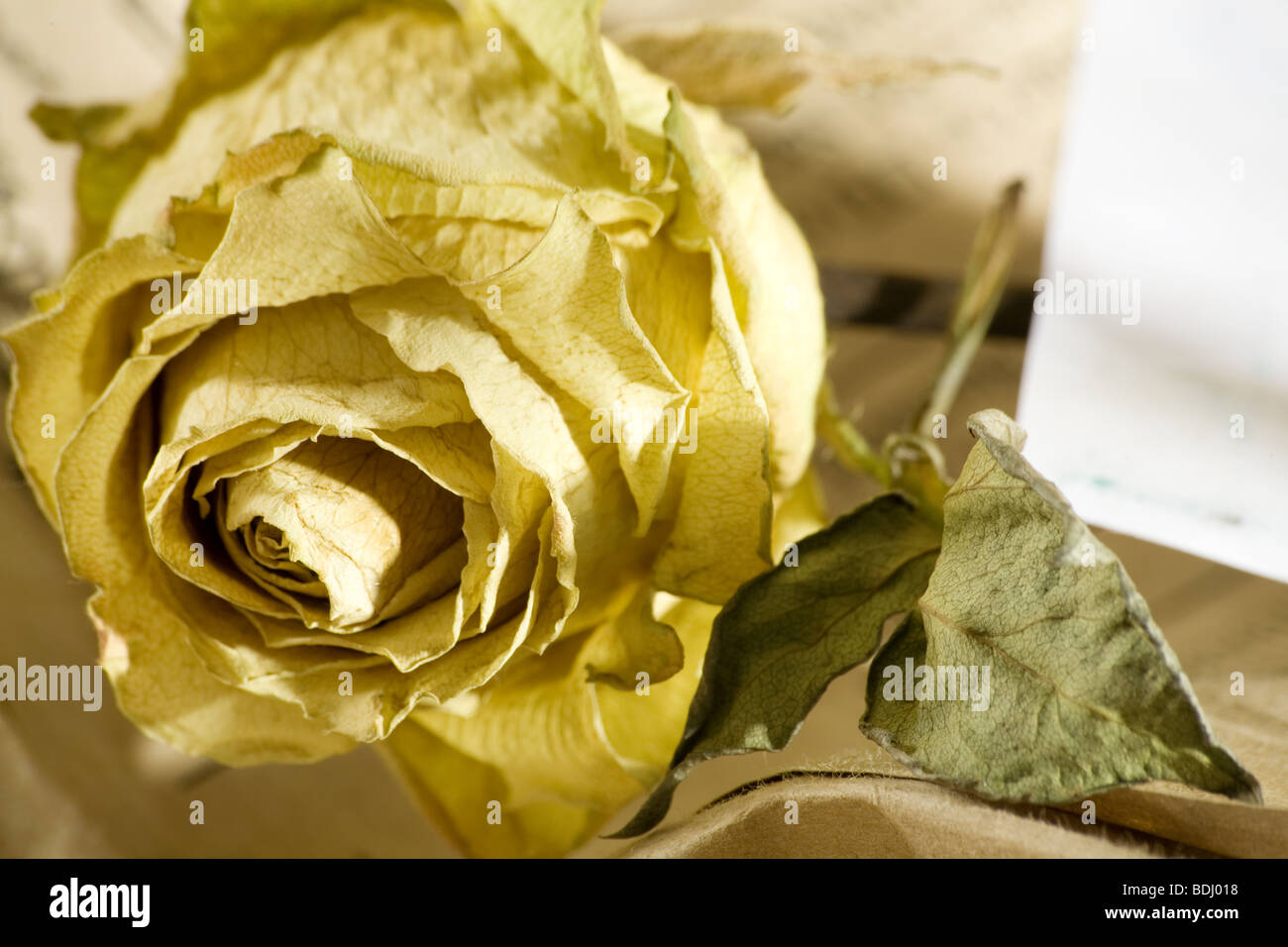 yellow dried rose Stock Photo - Alamy