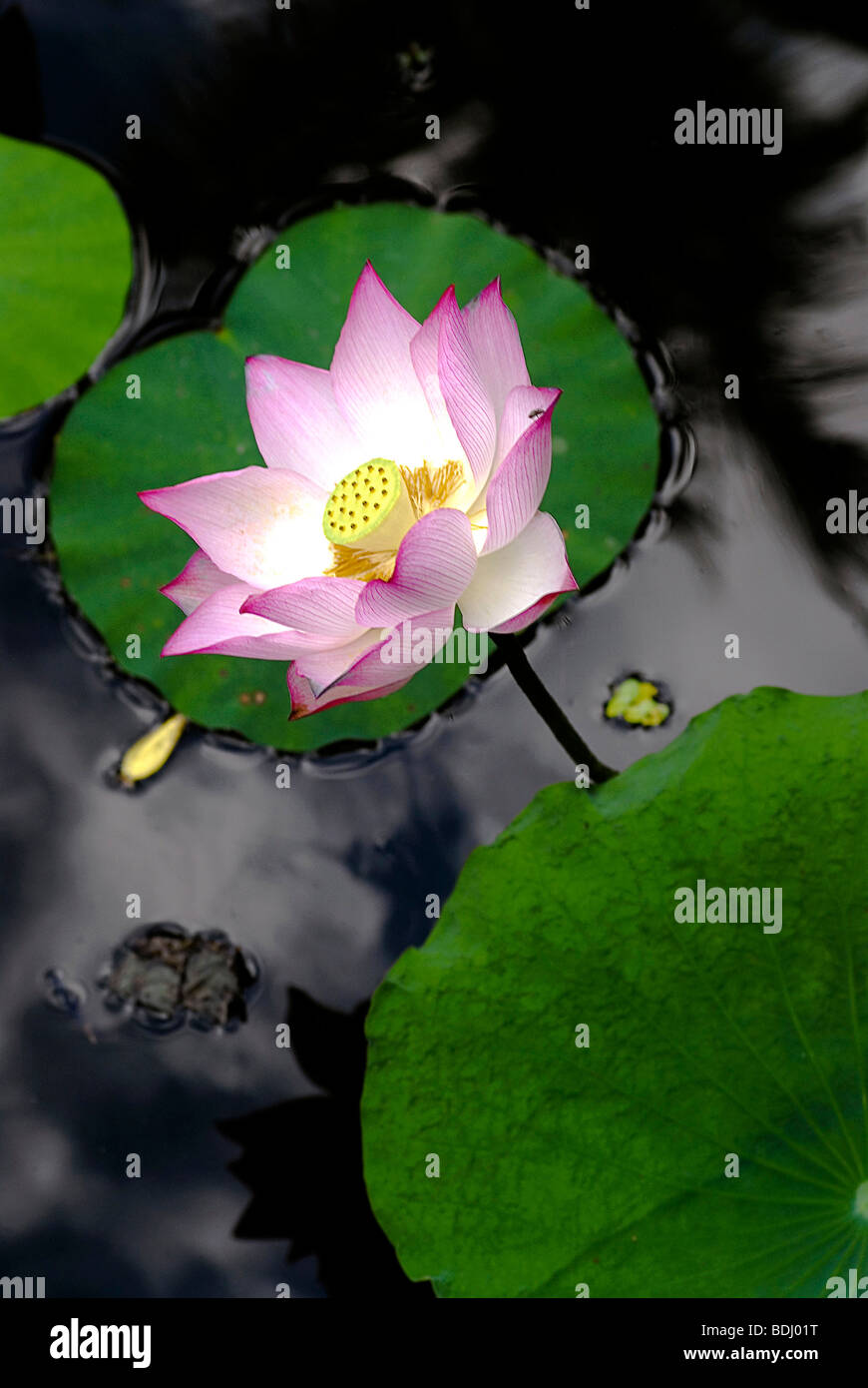 Lily lao hi-res stock photography and images - Alamy