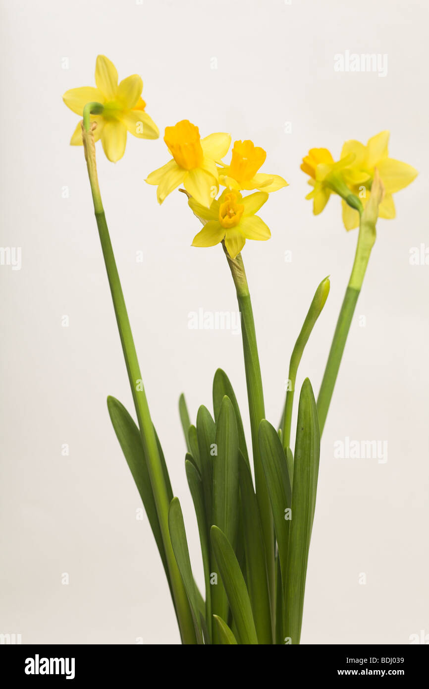 Daffodil Narcissus tete a tete specimen with three flower heads on a ...