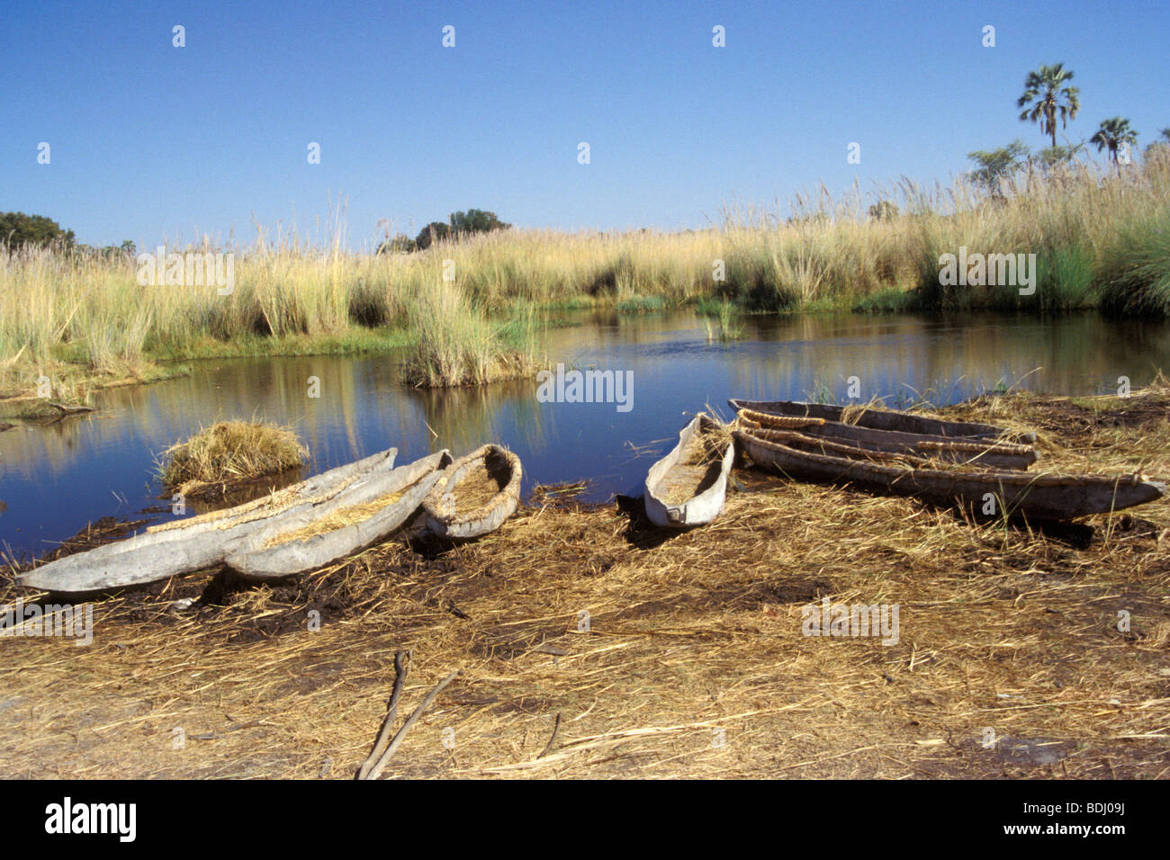 botswana, okawango delta Stock Photo - Alamy
