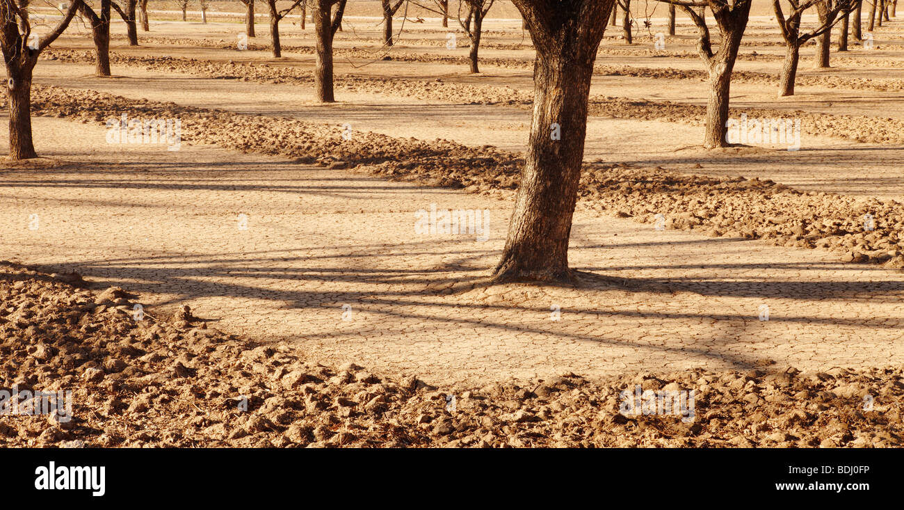 Drought land dry tree hi-res stock photography and images - Alamy