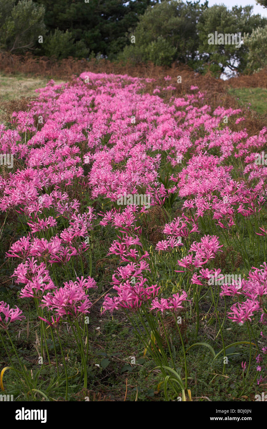 Nerine Bowdenii