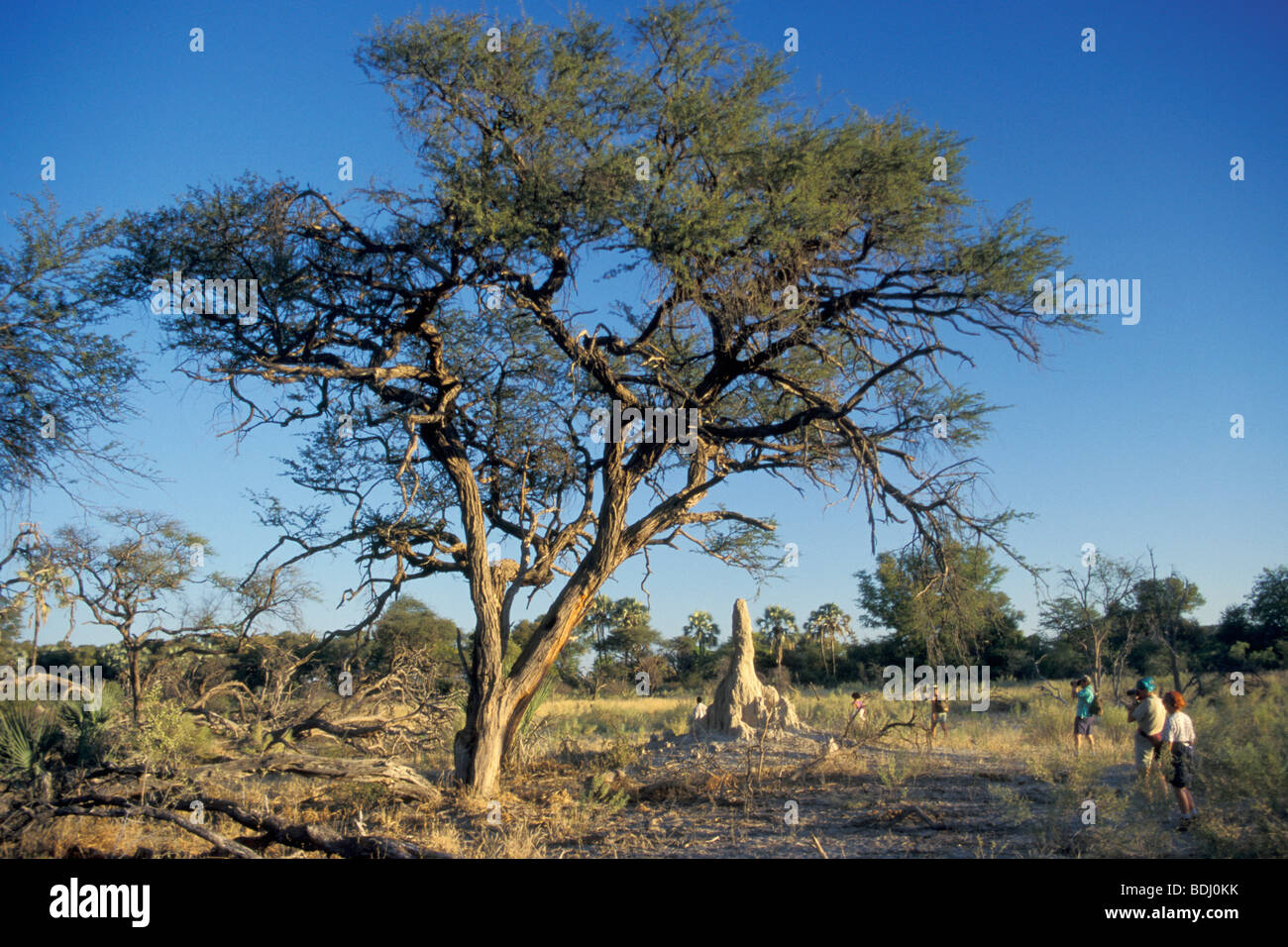 botswana, okawango delta Stock Photo - Alamy