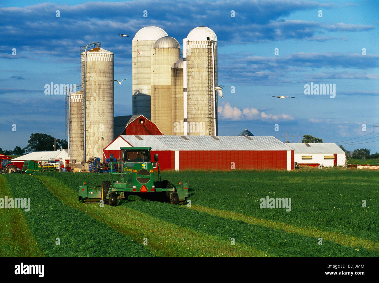 Alfalfa windrows hi-res stock photography and images - Alamy