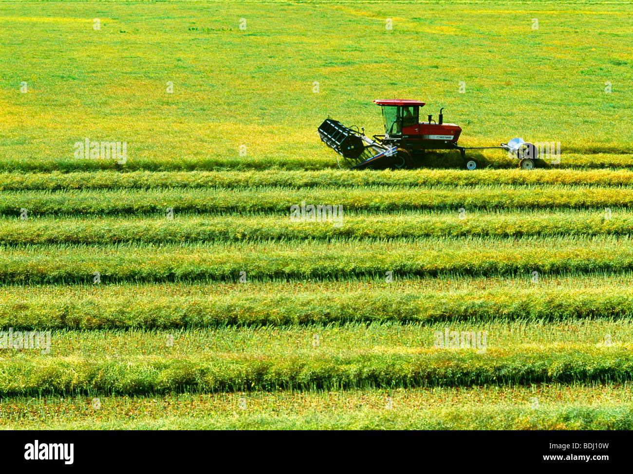 Agriculture - Swathing canola (rape seed) into windrows for drying ...
