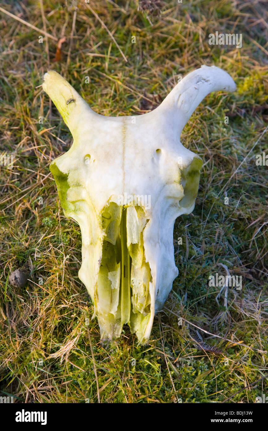 Sheeps Skull Uk Hi res Stock Photography And Images Alamy Sheeps Skull Uk Hi res Stock Photography And Images Alamy
