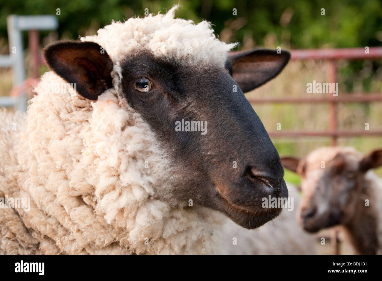 Sheep hurdles hi-res stock photography and images - Alamy
