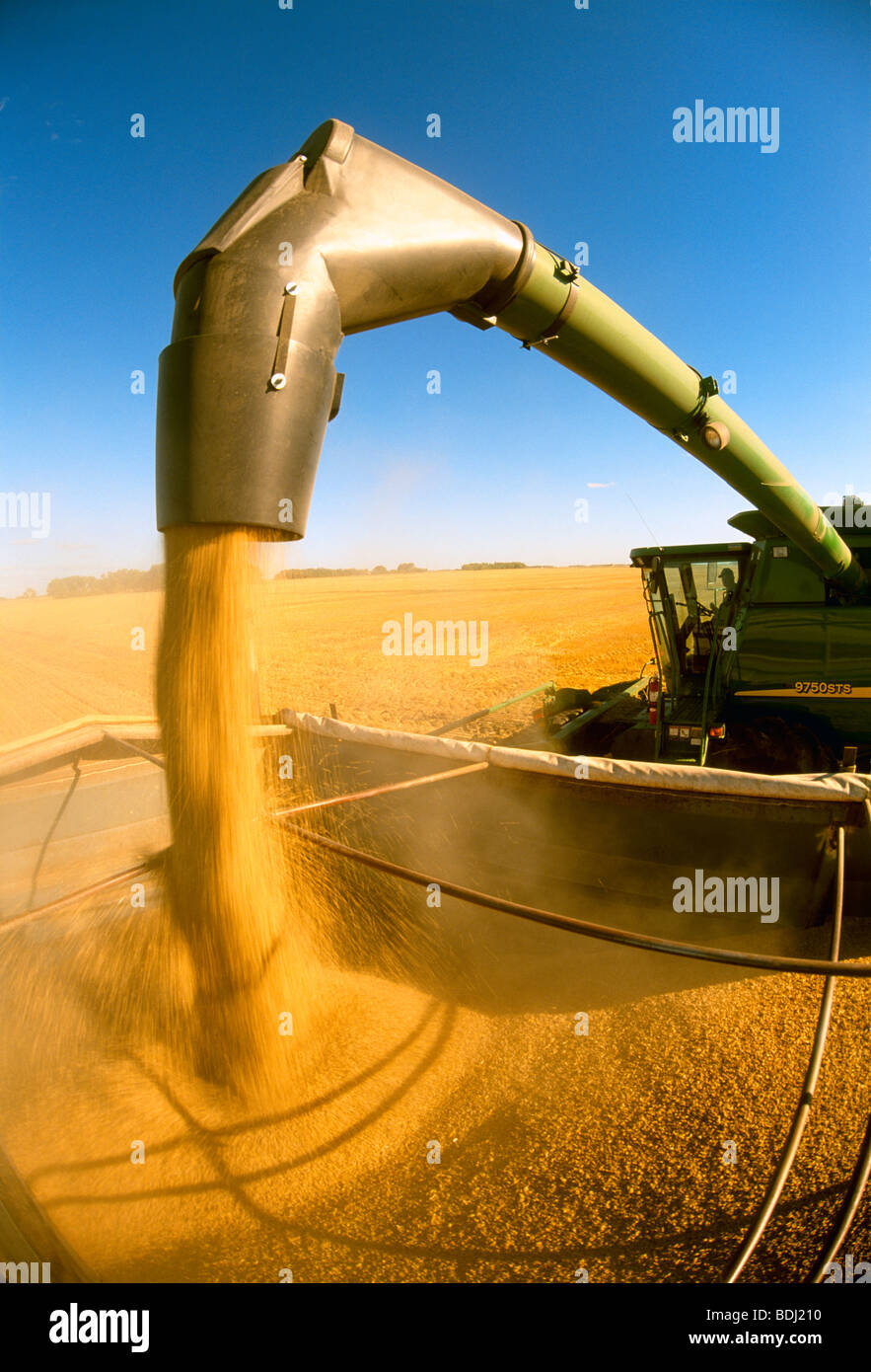 Agriculture - A combine unloads harvested barley into a grain truck for ...