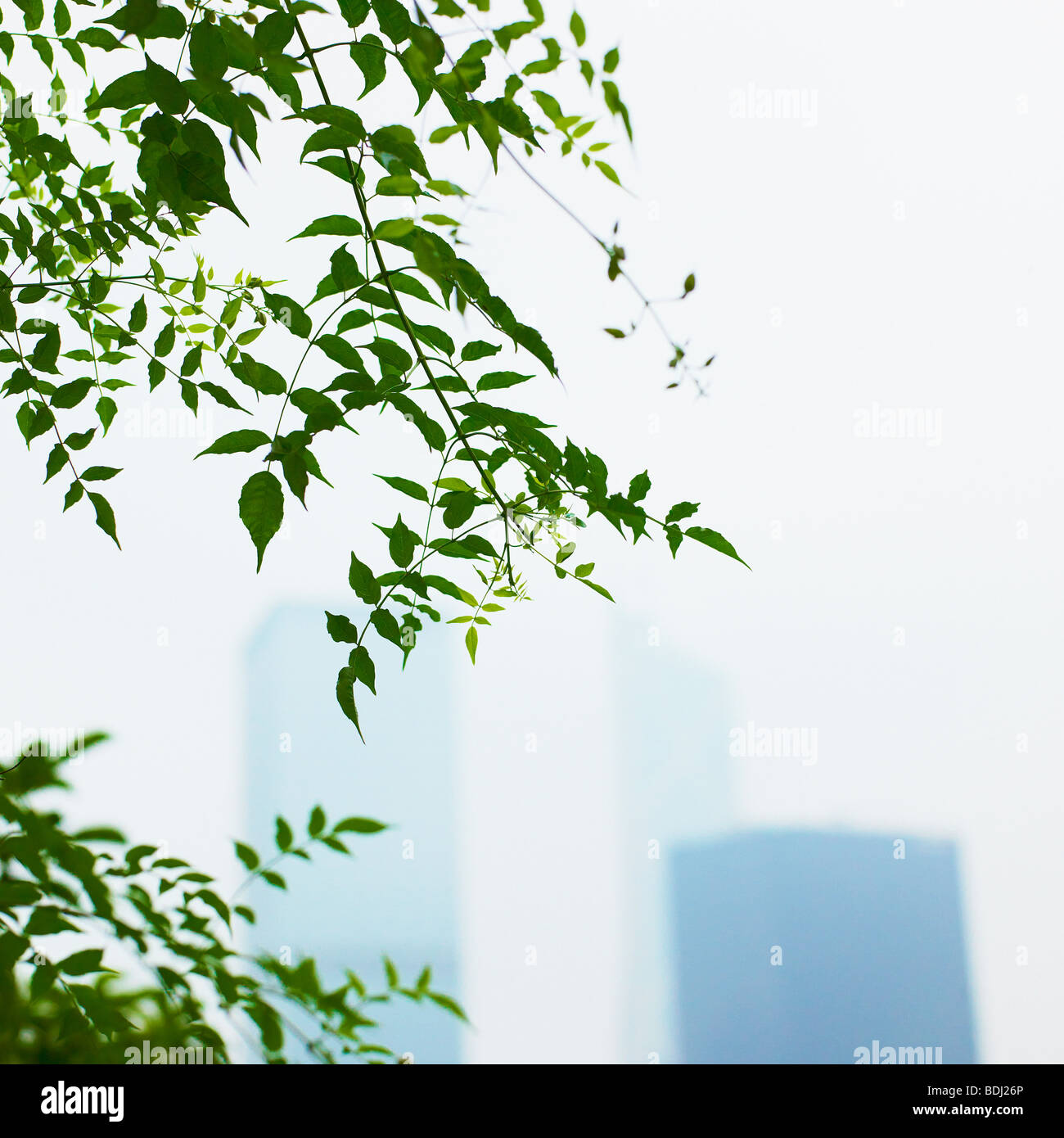 Cityscape with Corporate office blocks through tree line Stock Photo ...