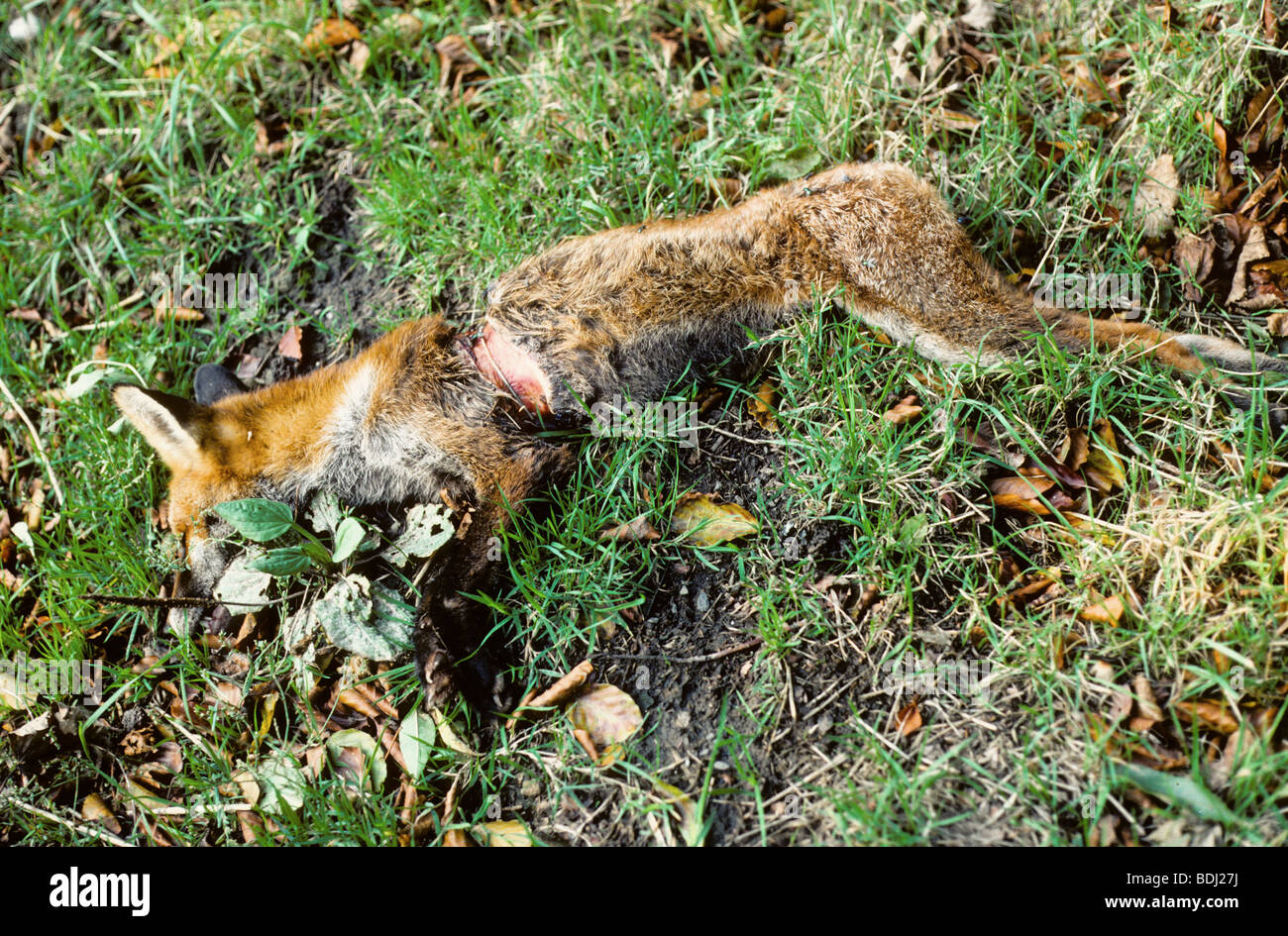 A dead fox killed after being trapped in a snare Stock Photo - Alamy