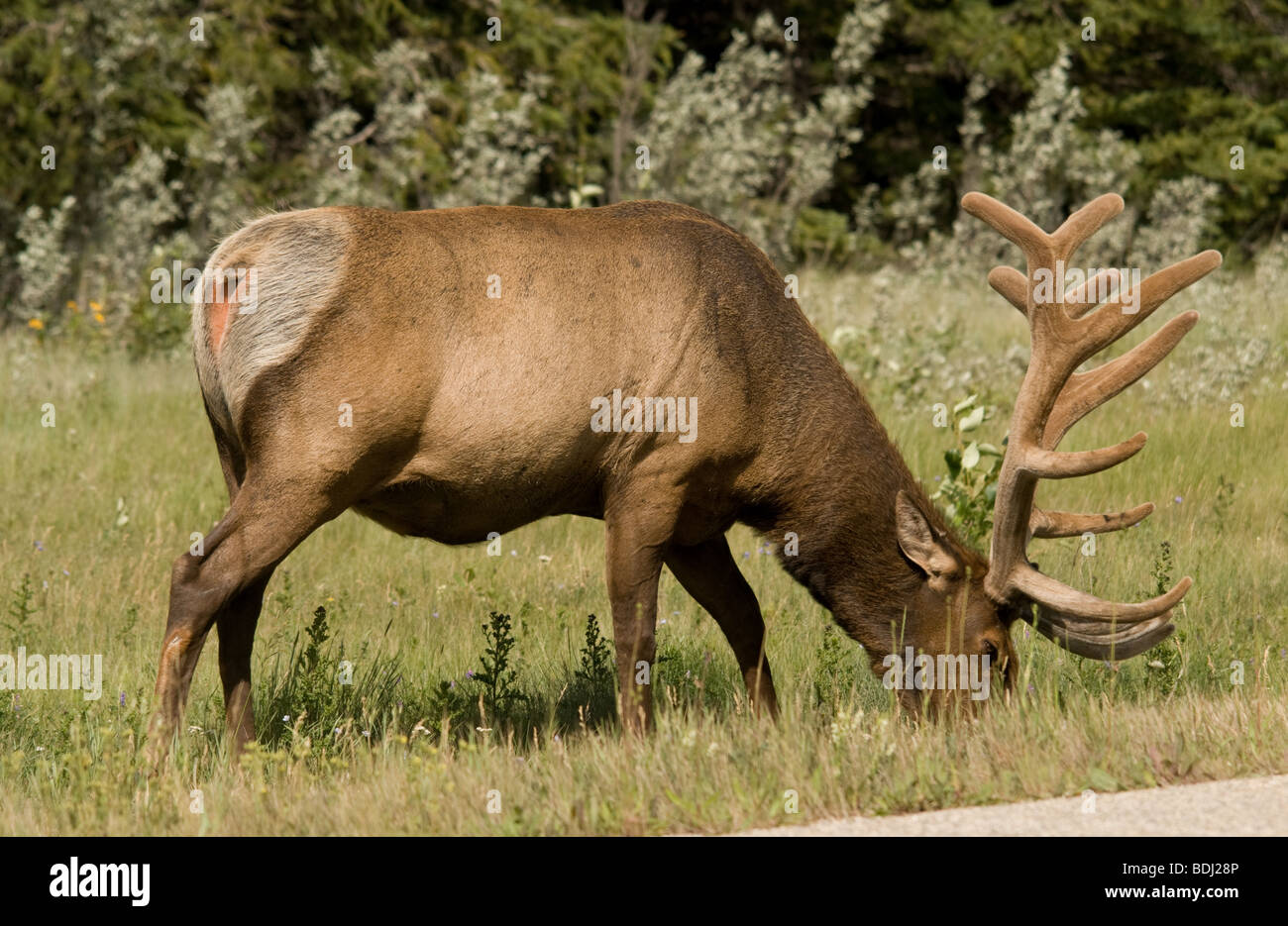 Large bull elk eating grass hi-res stock photography and images - Alamy