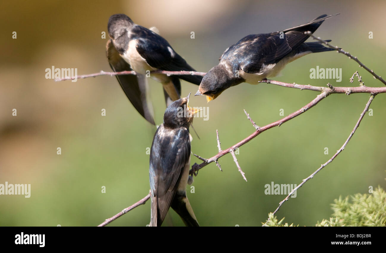 African swallow migration hi-res stock photography and images - Alamy
