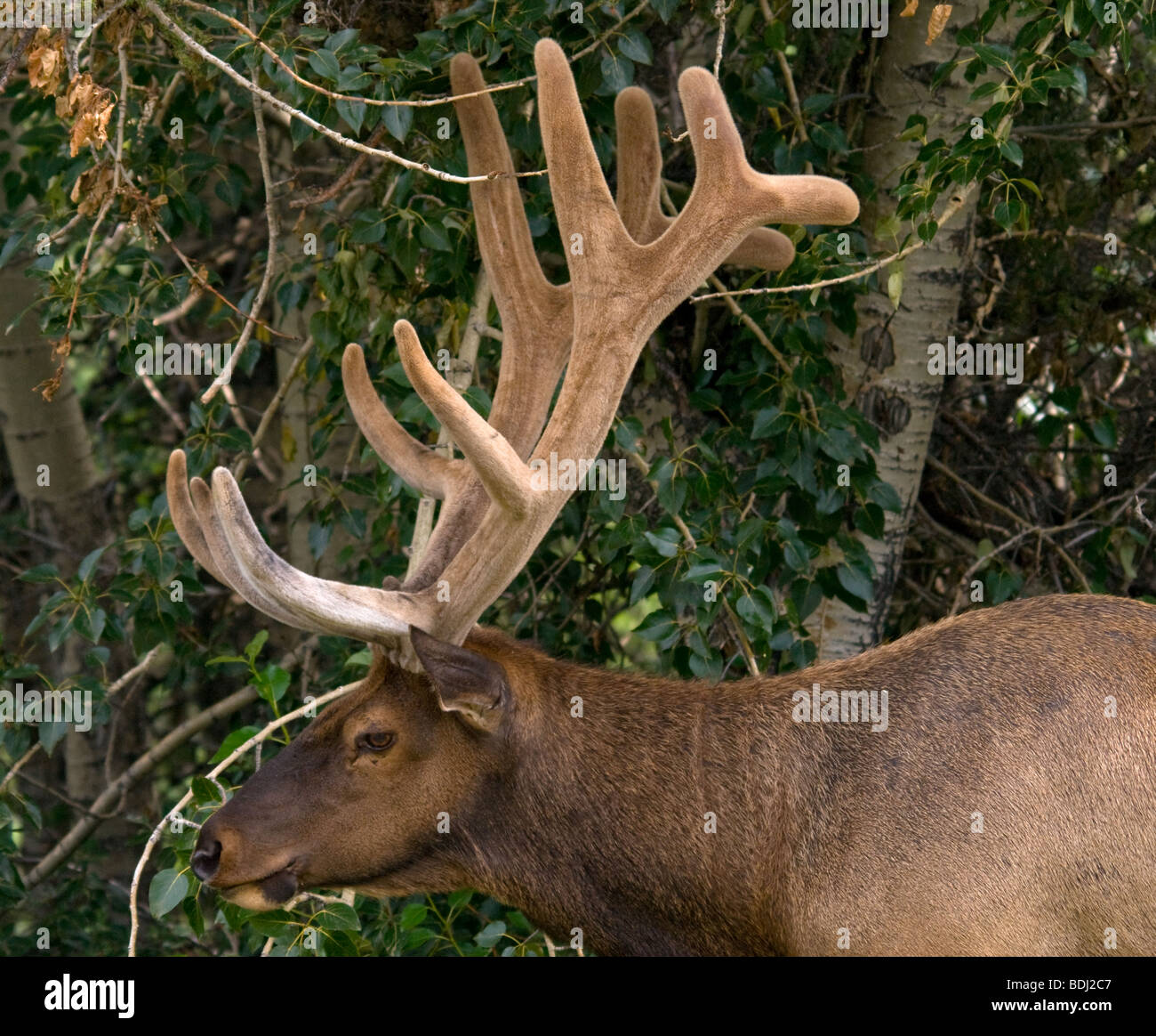 Large bull elk eating grass hi-res stock photography and images - Alamy