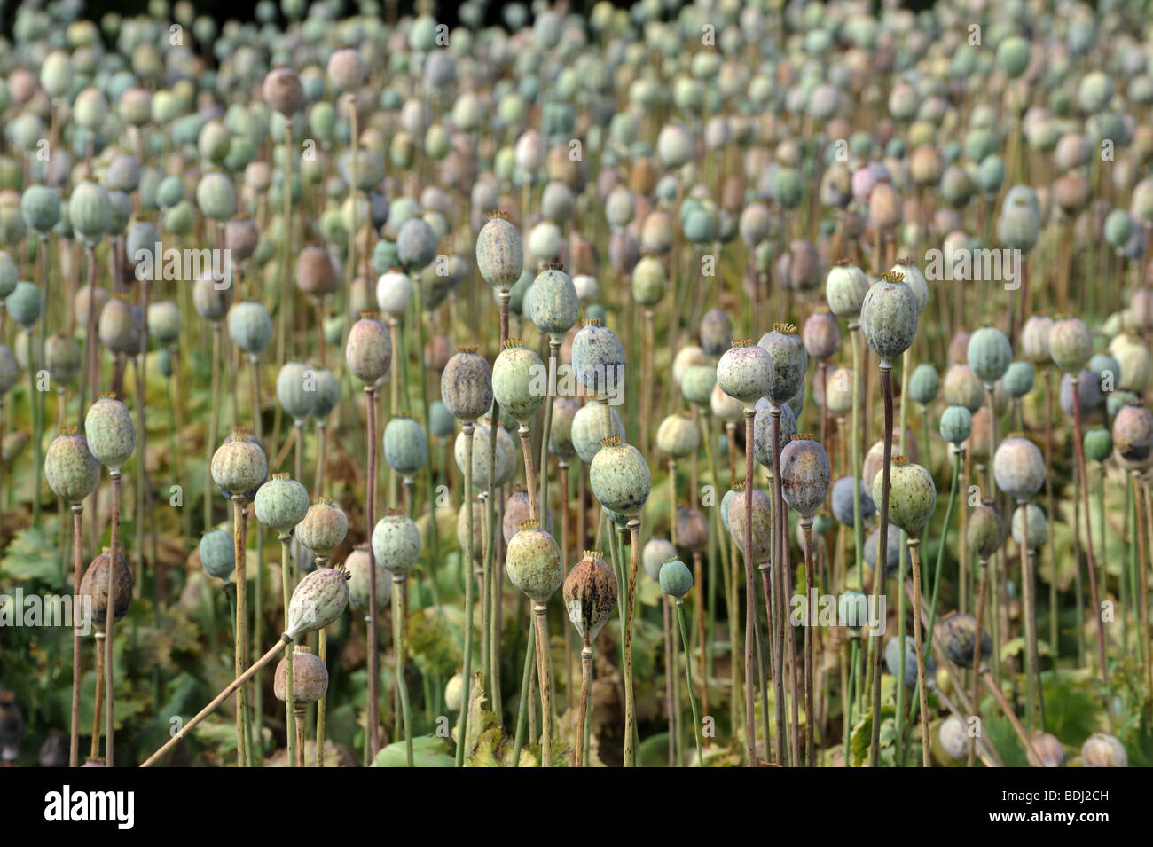 Poppy Seed Plant Hi-res Stock Photography And Images Alamy, 40% OFF
