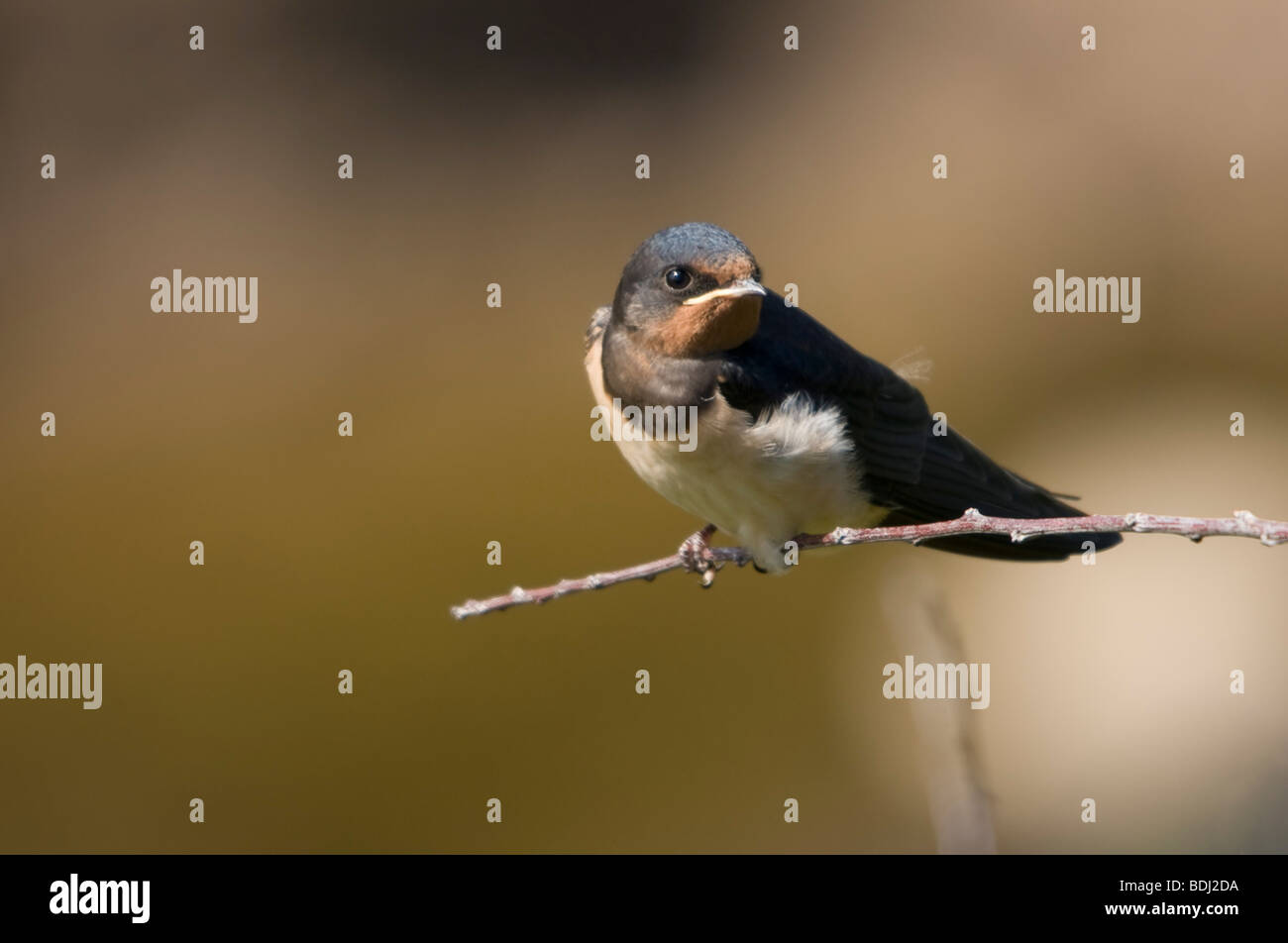 African swallow migration hi-res stock photography and images - Alamy