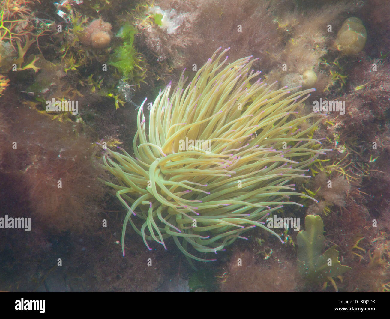 snake locks anemone, Anemone sulcata Stock Photo - Alamy