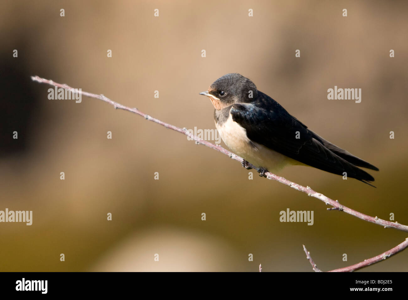 African swallow hi-res stock photography and images - Alamy