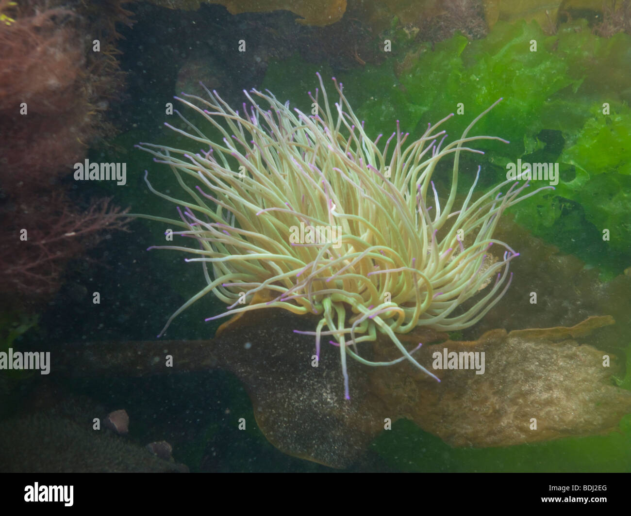 Sting snake hi-res stock photography and images - Alamy