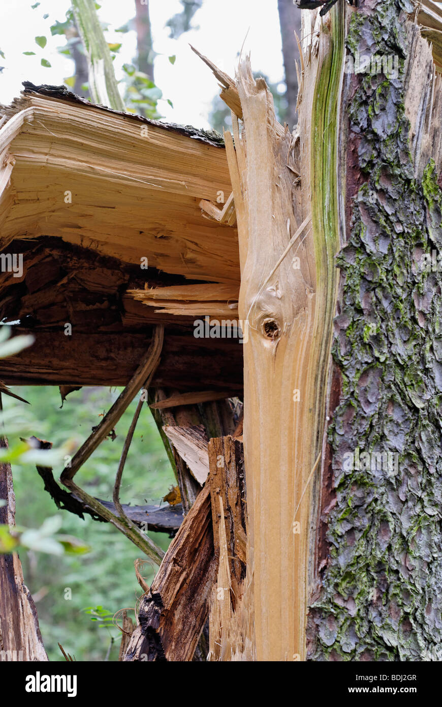 Broken trunk tree Stock Photo - Alamy