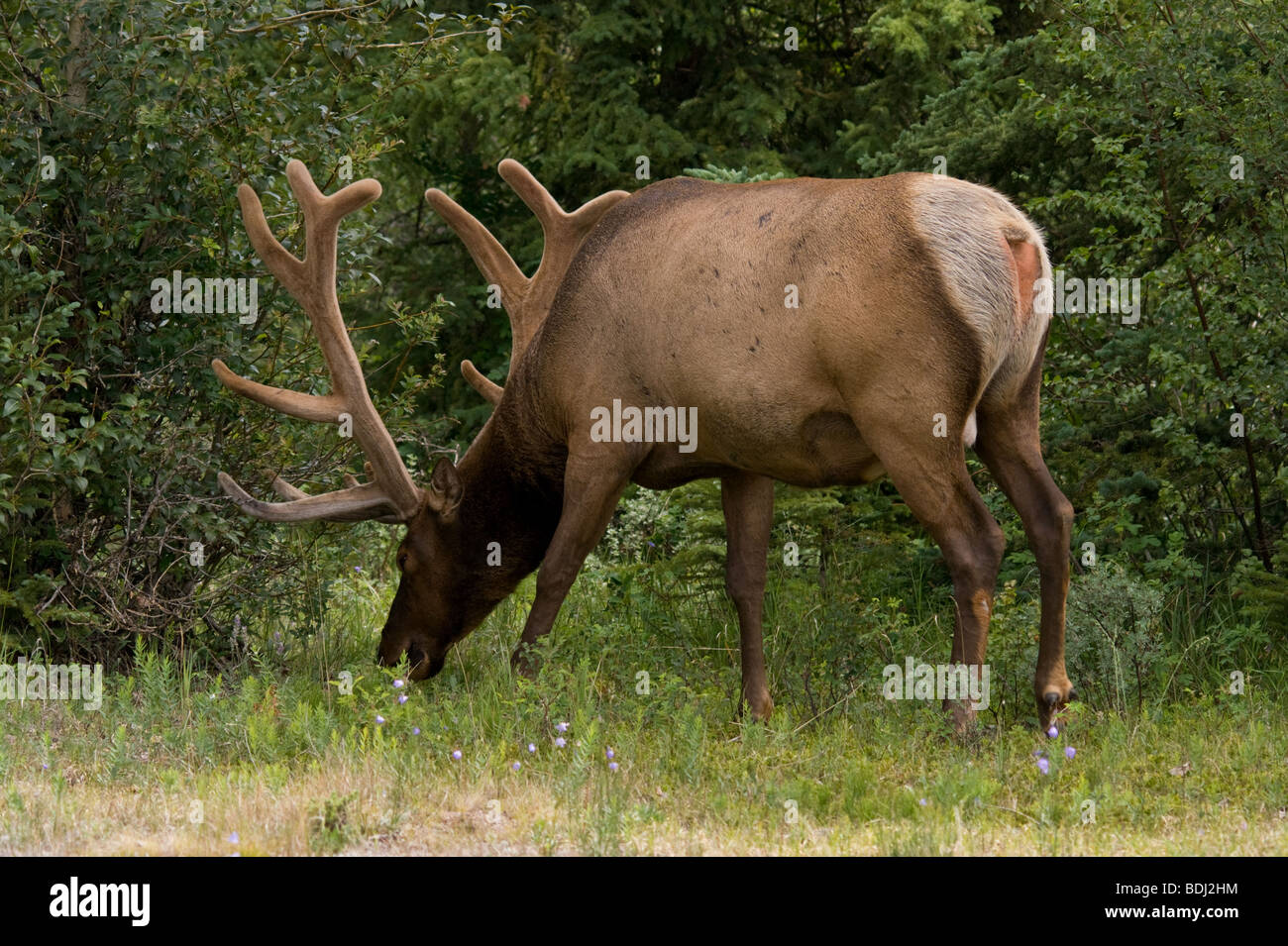 Side view of bull elk hi-res stock photography and images - Alamy
