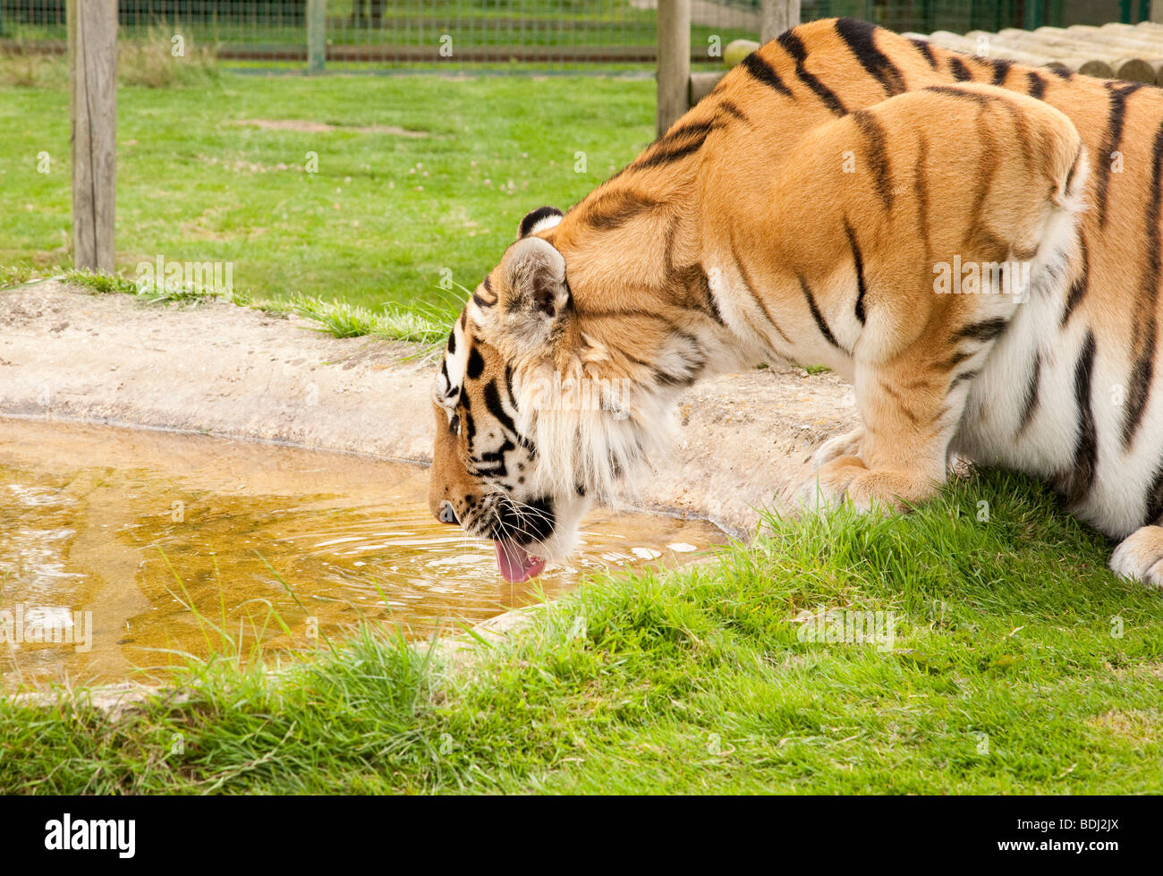 Black cat drinking water hi-res stock photography and images - Alamy
