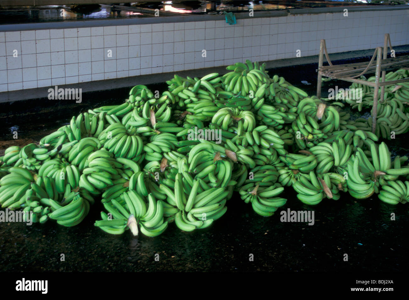 brazil, bananas farm Stock Photo - Alamy