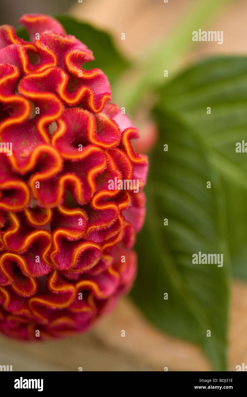 Celosia flower in brilliant shades of vibrant orange, crimson and ...