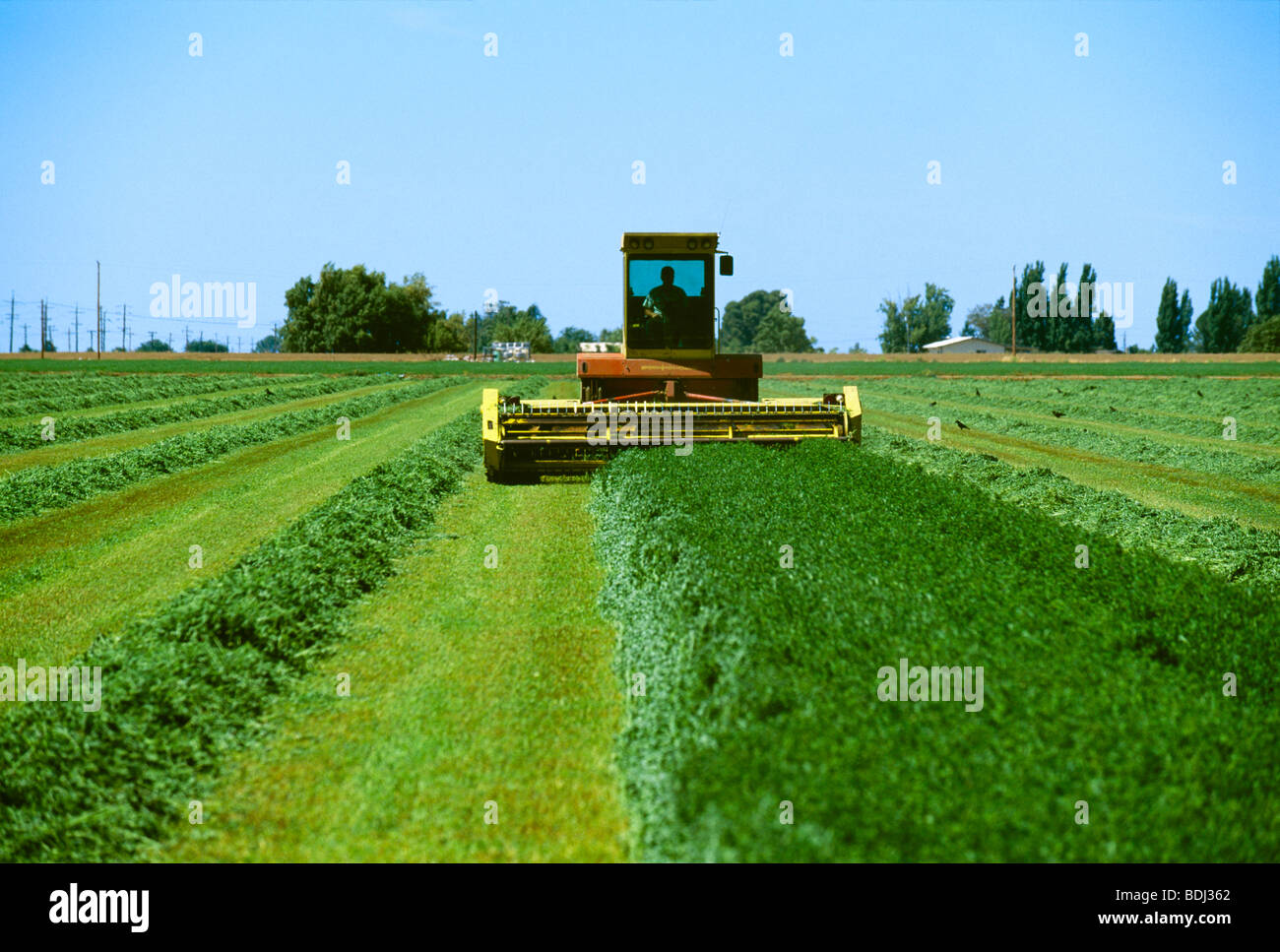 Agriculture - A windrower cuts and windrows an alfalfa crop for drying ...