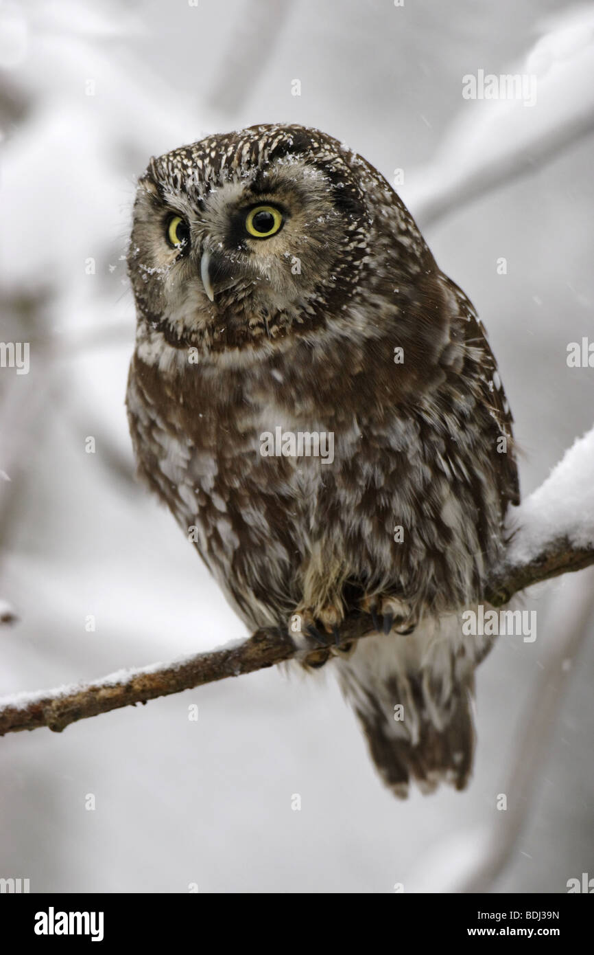 Rauhfußkauz (Aegolius funereus) Tengmalm's Owl Stock Photo - Alamy
