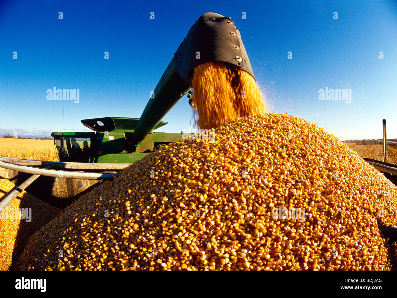 A combine unloads harvested grain corn into a grain truck for transport ...