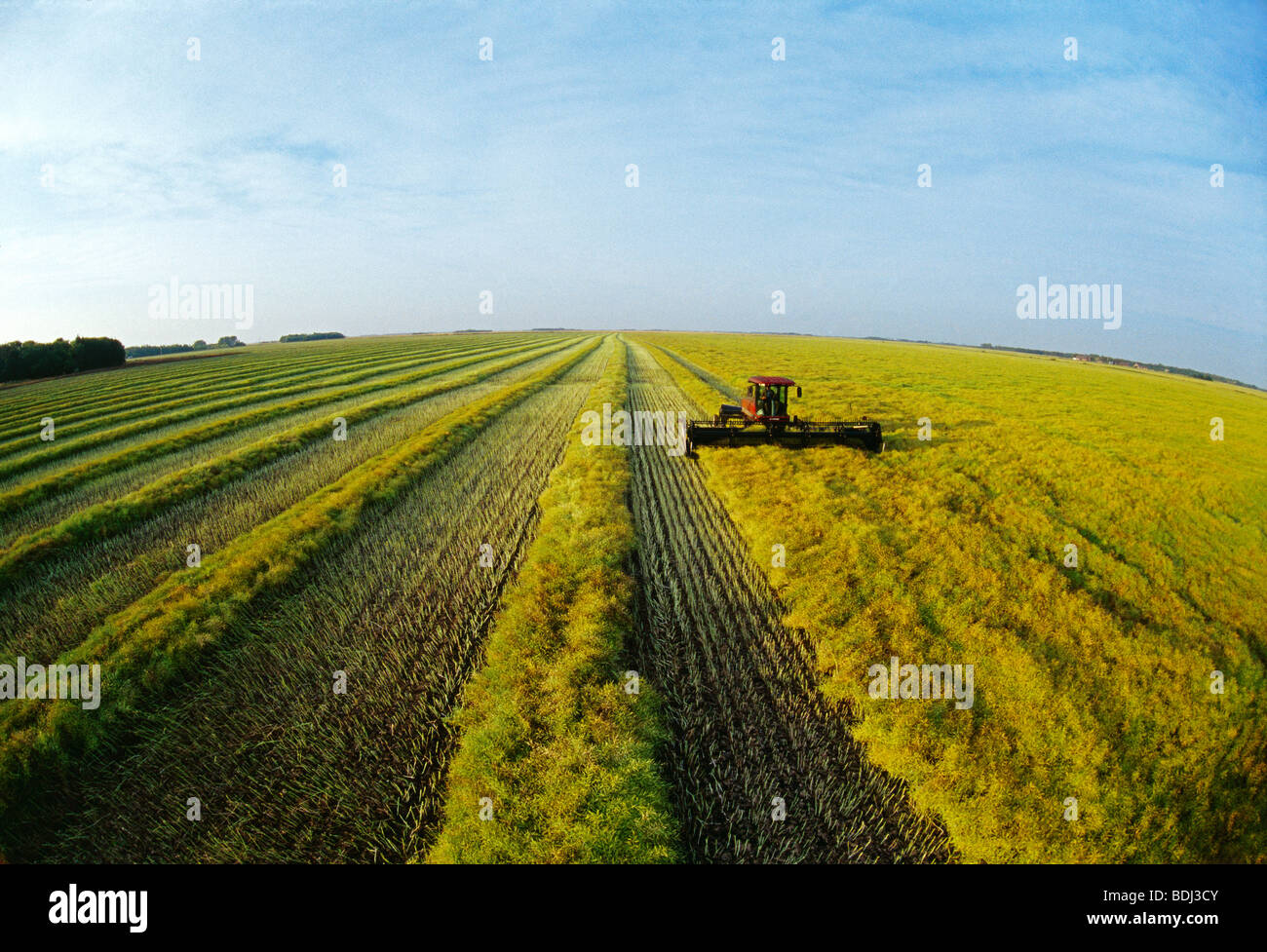 Agriculture - A swather swaths a mature high yield canola (rape seed ...