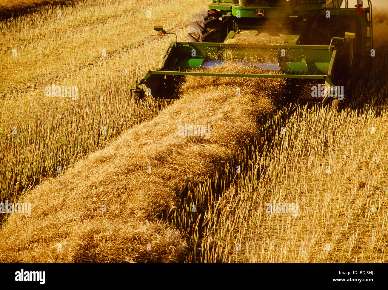 Agriculture - View of a combine header harvesting a mature swathed high ...