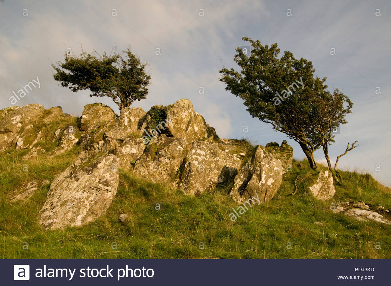 Hawthorn Trees Stock Photos & Hawthorn Trees Stock Images - Alamy