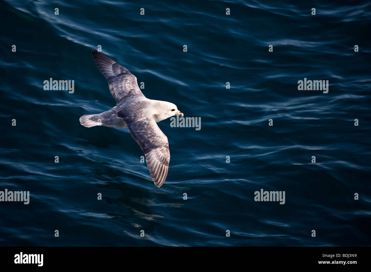 Sea ice bird flying hi-res stock photography and images - Alamy