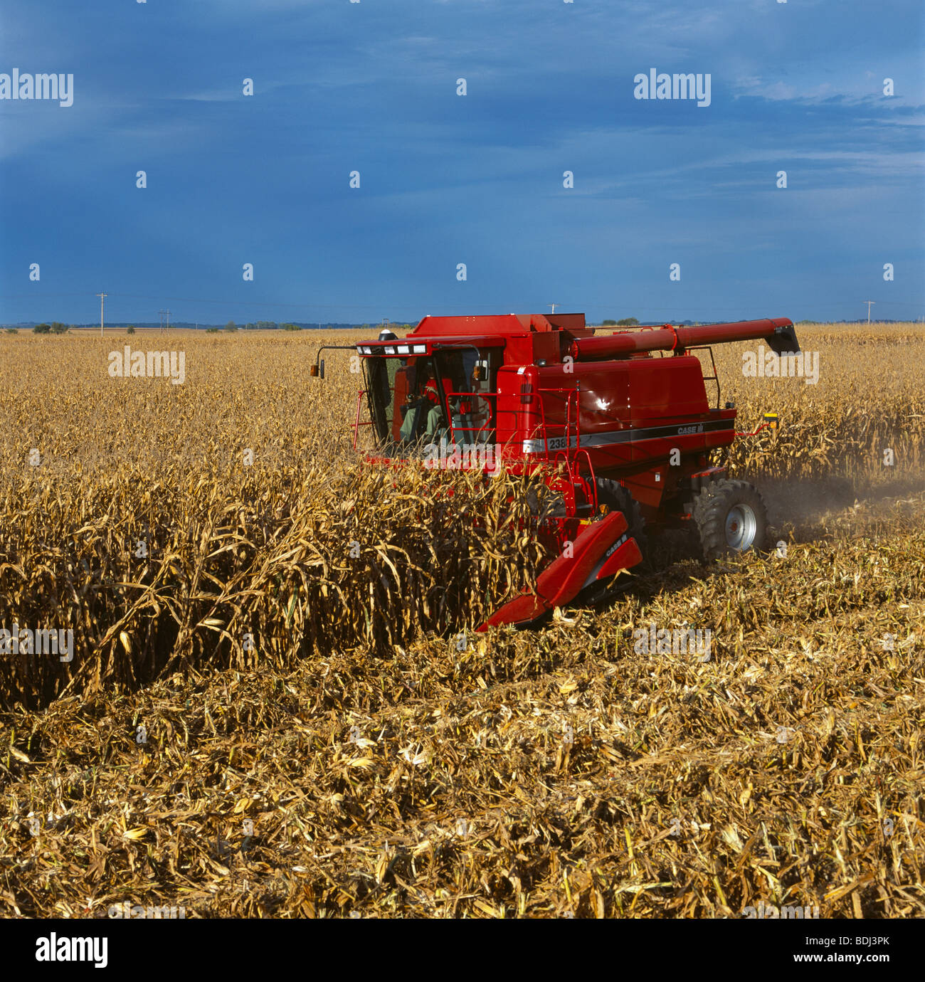 Agriculture - A new Case IH combine harvests grain corn in Autumn ...