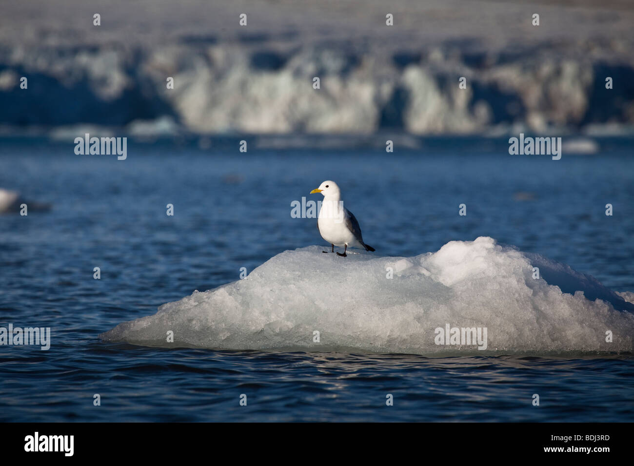 Svalbard kittiwake bird hi-res stock photography and images - Alamy