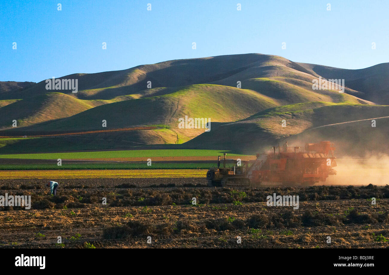 Bean harvests hi-res stock photography and images - Alamy
