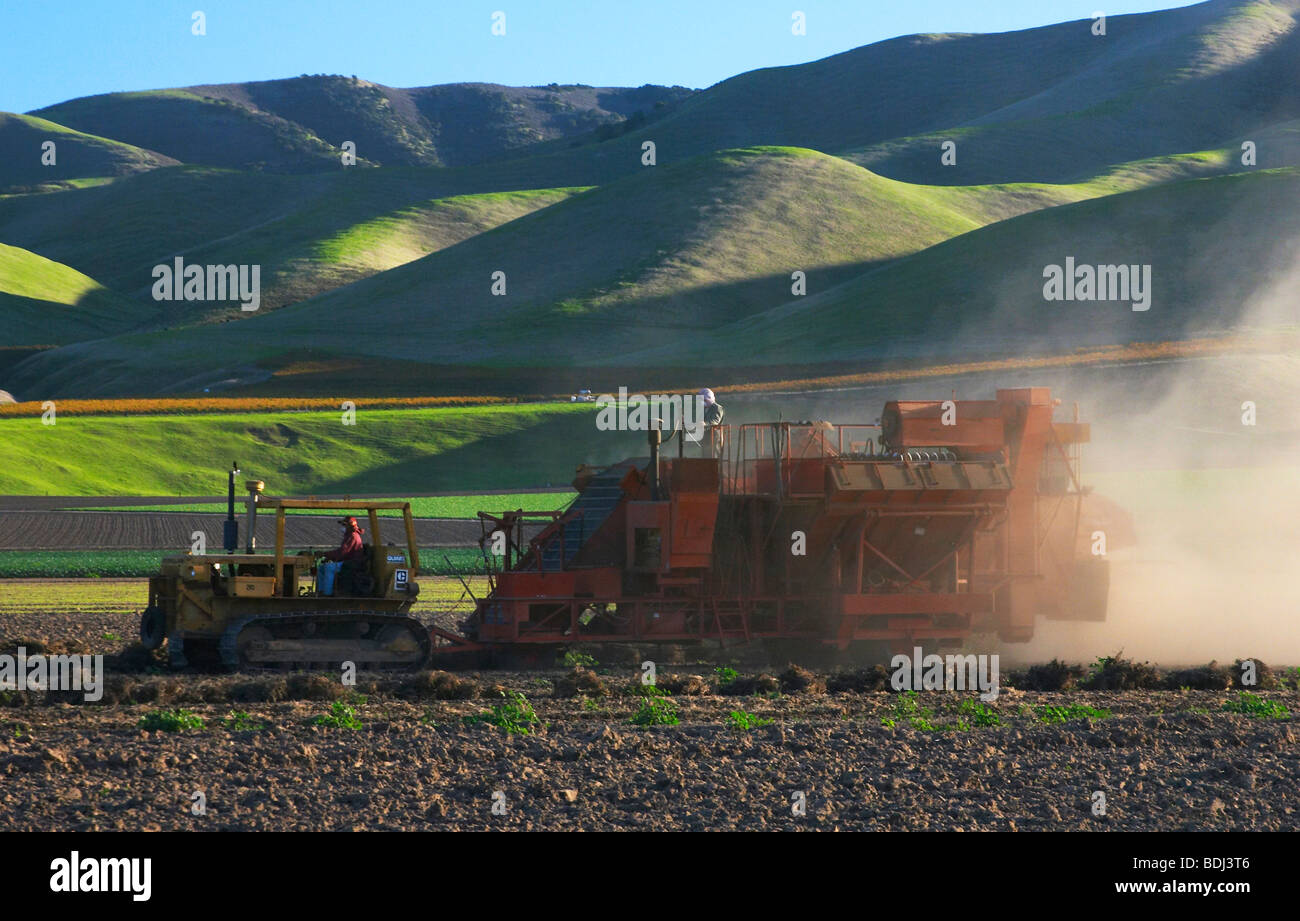 Harvesting dry beans; a dry bean thresher is pulled by a tractor as it ...