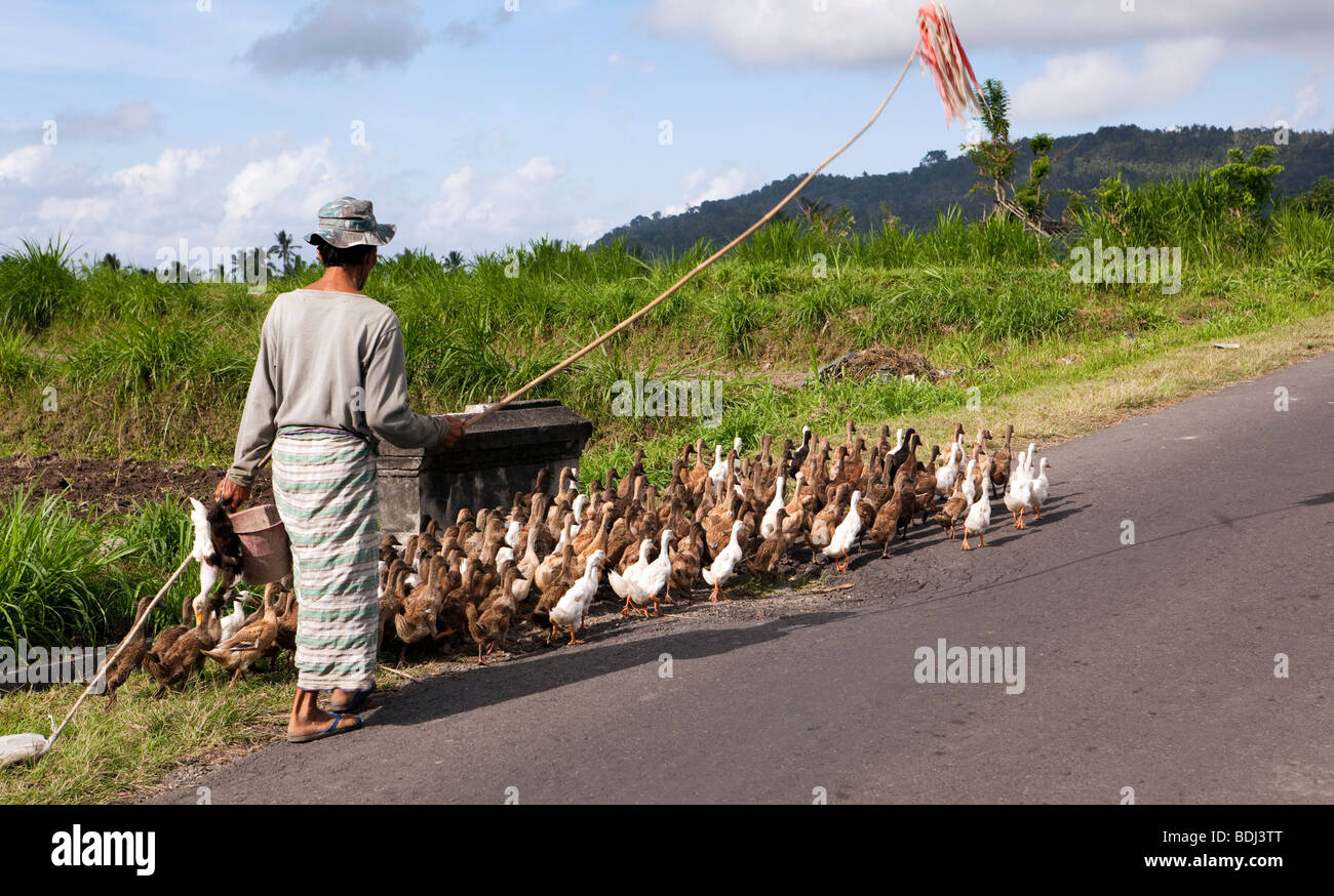 Duck herd hi-res stock photography and images - Alamy