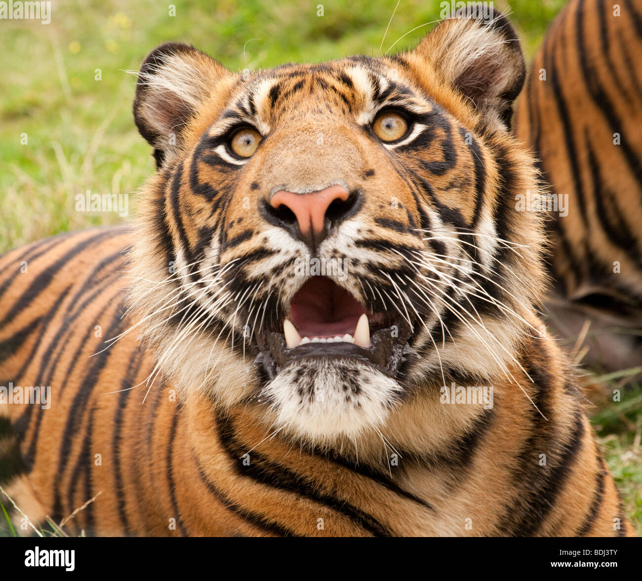 Sumatran tiger body hi-res stock photography and images - Alamy