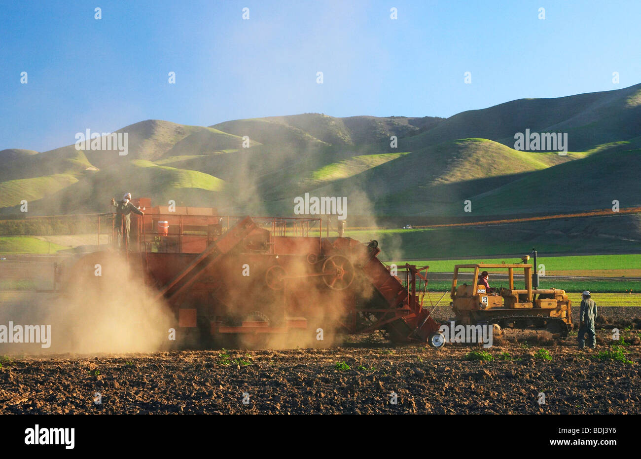 Harvesting dry beans; a dry bean thresher is pulled by a tractor as it ...