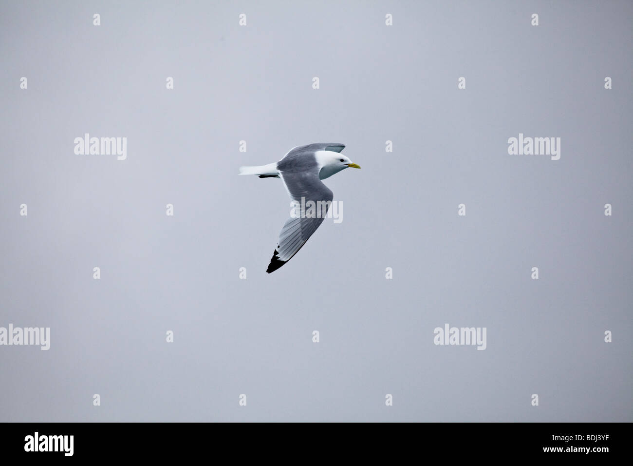 Svalbard flying kittiwake hi-res stock photography and images - Alamy
